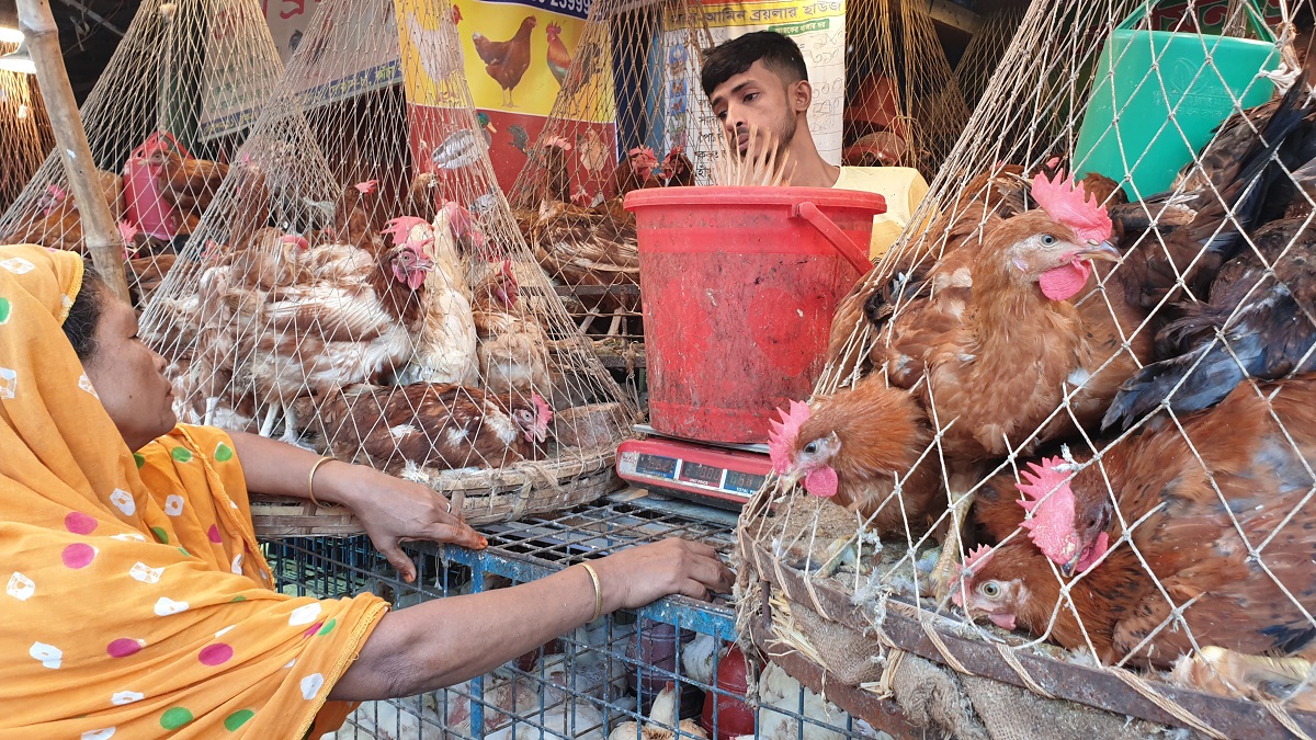 New computer tool to track livestock disease threats - School of Veterinary Science - University ...